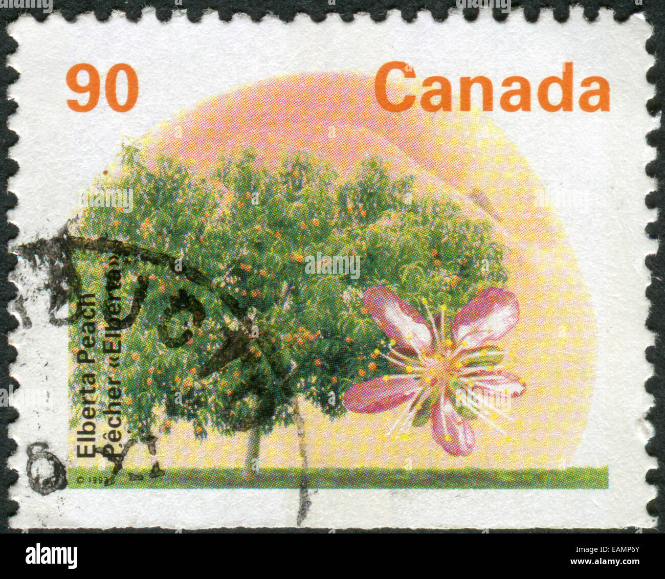CANADA - CIRCA 1992: Postage stamp printed in Canada, shows Elberta ...