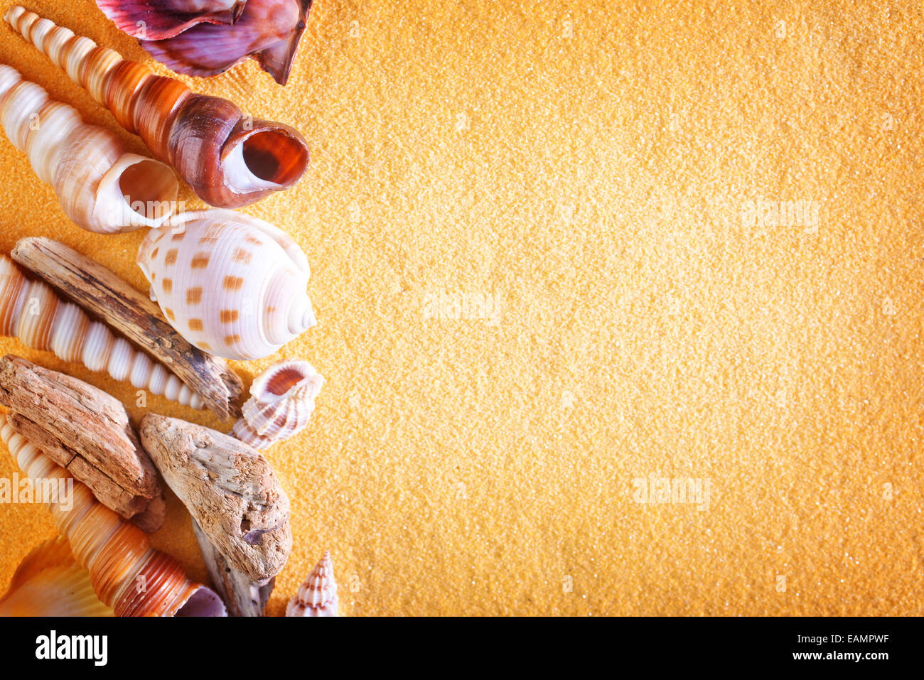 Silica shells hi-res stock photography and images - Alamy
