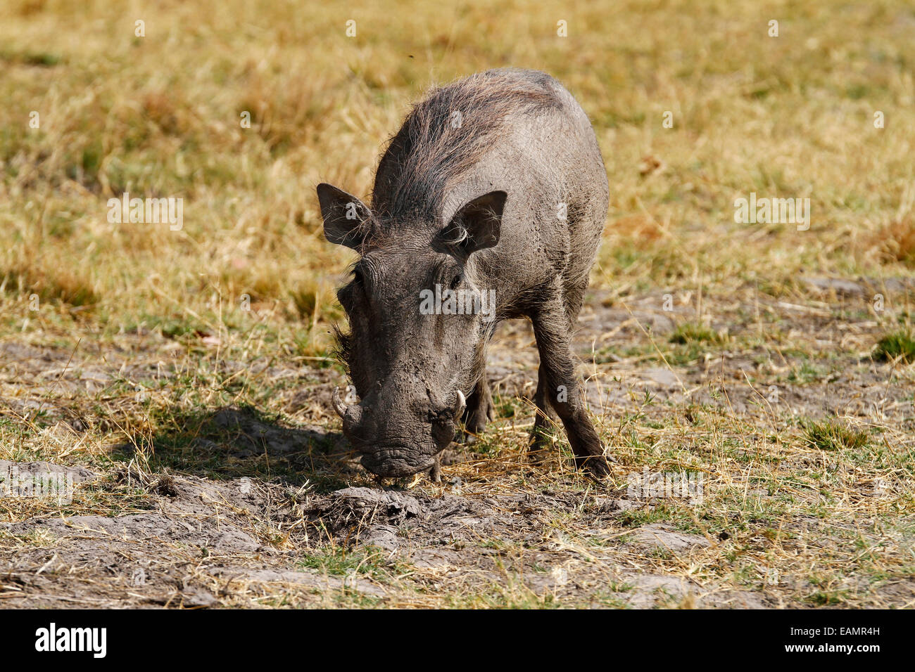 African wart hog hi-res stock photography and images - Alamy