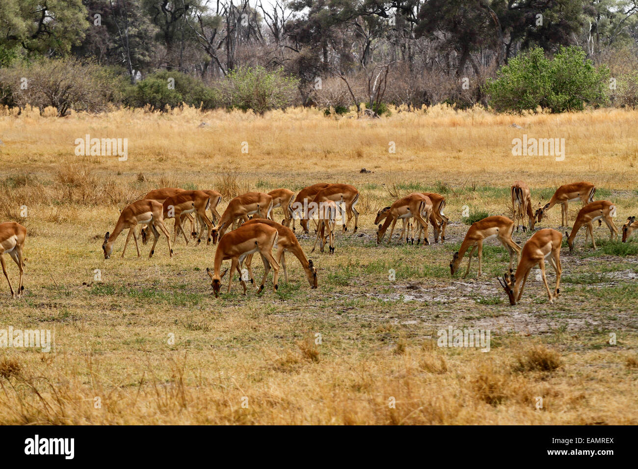 Impala antelope are prey animals, plains game for the predators. Huge ...