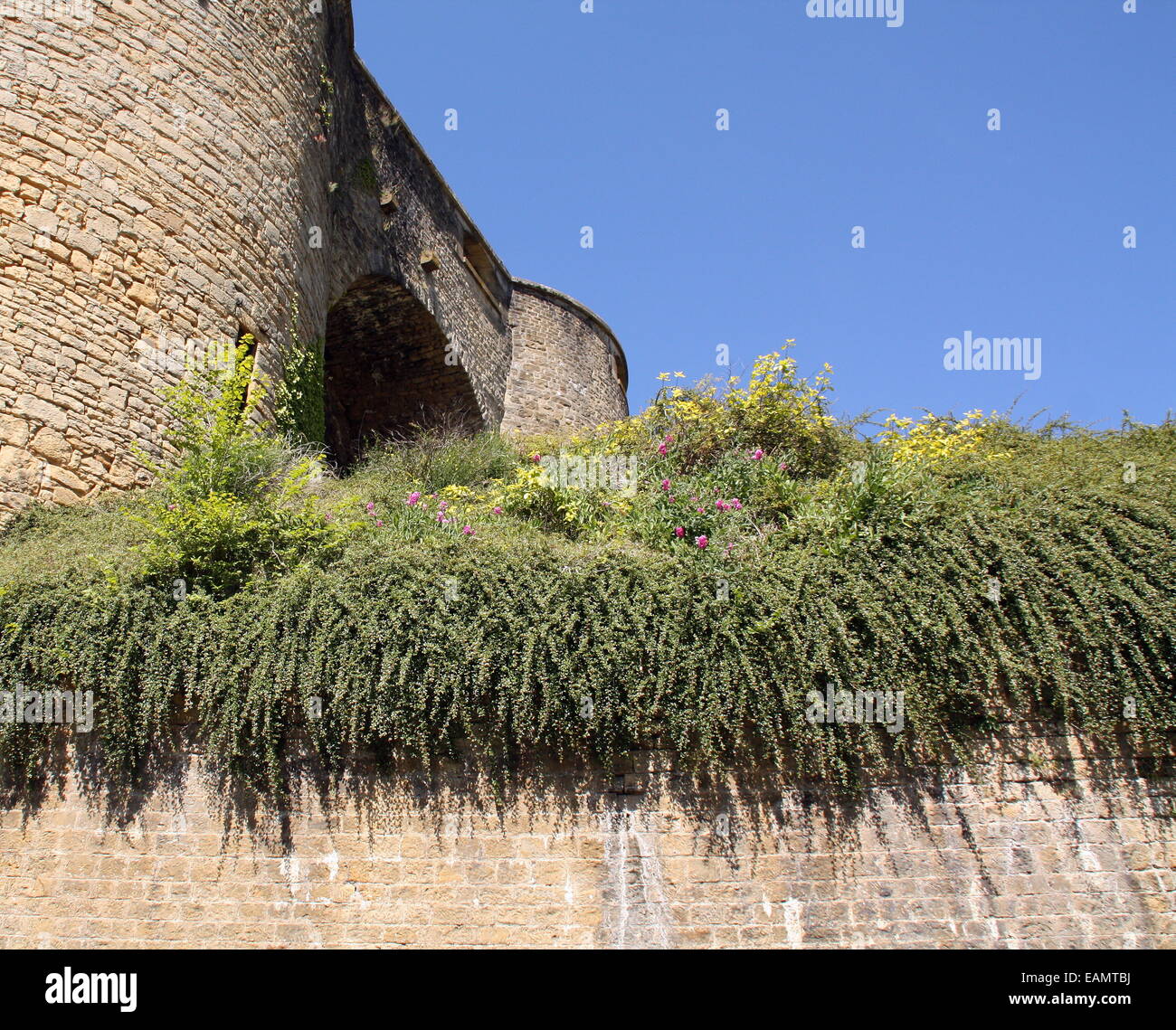 Ancient castle wall covered with moss and plants Stock Photo - Alamy