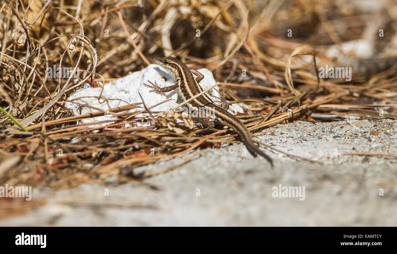 Snake eyed Lizard Ophisops elegans schlueteri Cyprus Stock Photo - Alamy