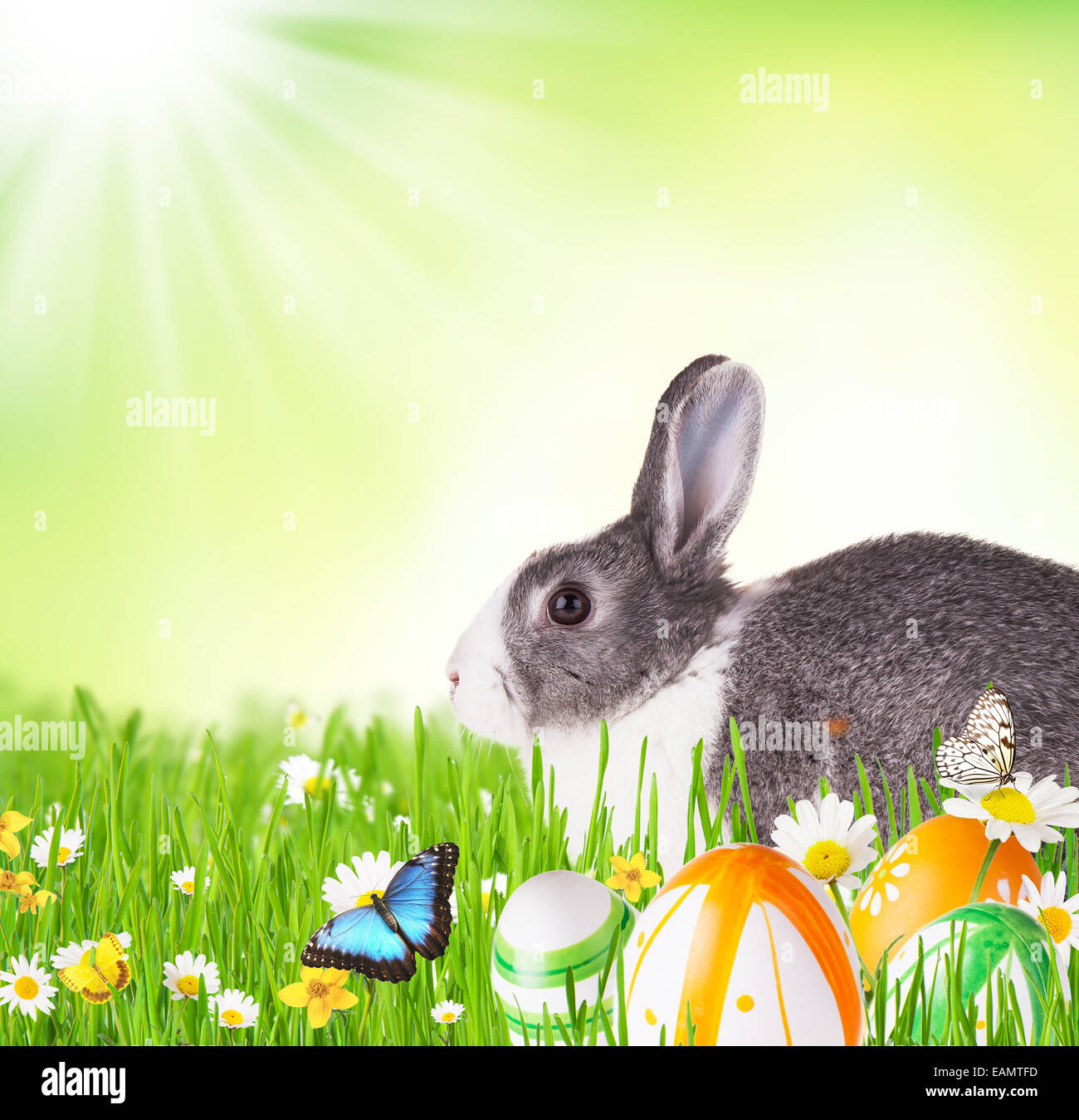 Rabbit in grass hi-res stock photography and images - Alamy