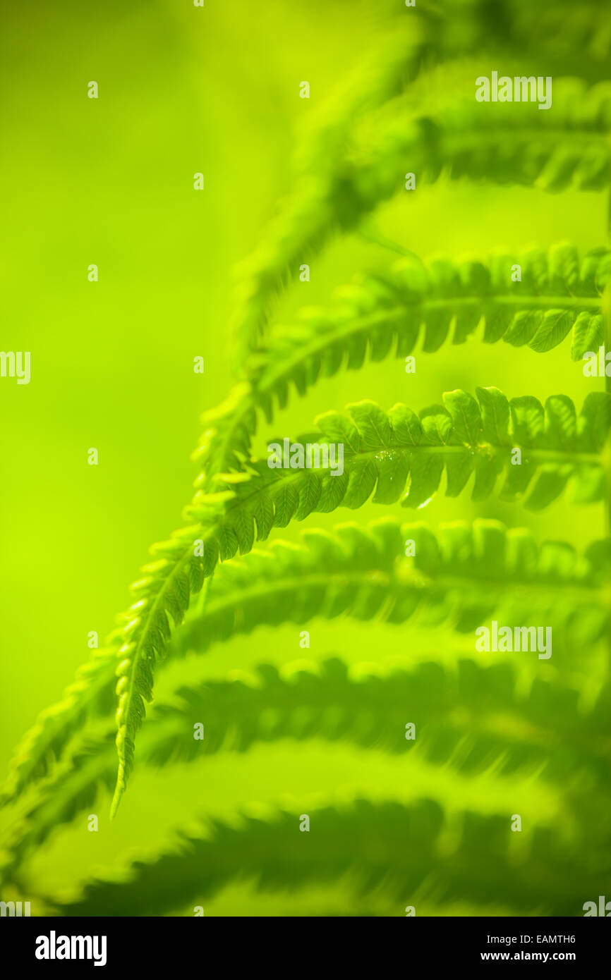 Macro shot of fern, low depth of focus Stock Photo - Alamy