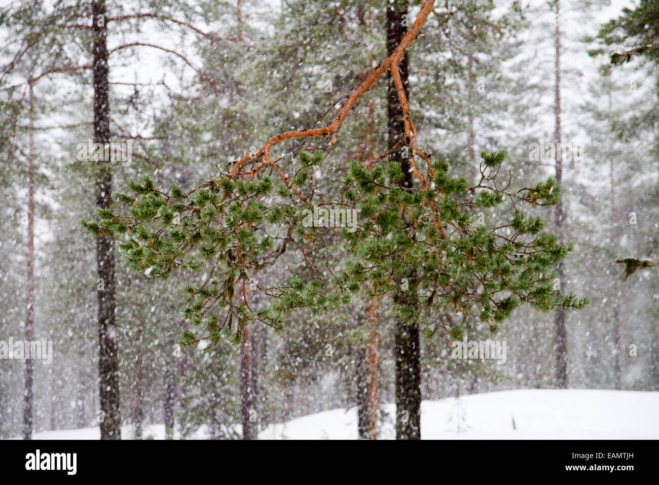 Snowfall in the forest hi-res stock photography and images - Alamy