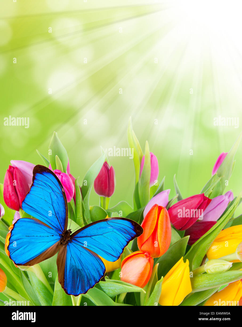 Spring flowers with butterfly Stock Photo - Alamy