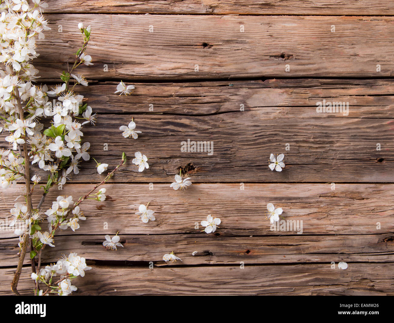 Spring white blossoms on wooden planks surface. Free space for text ...