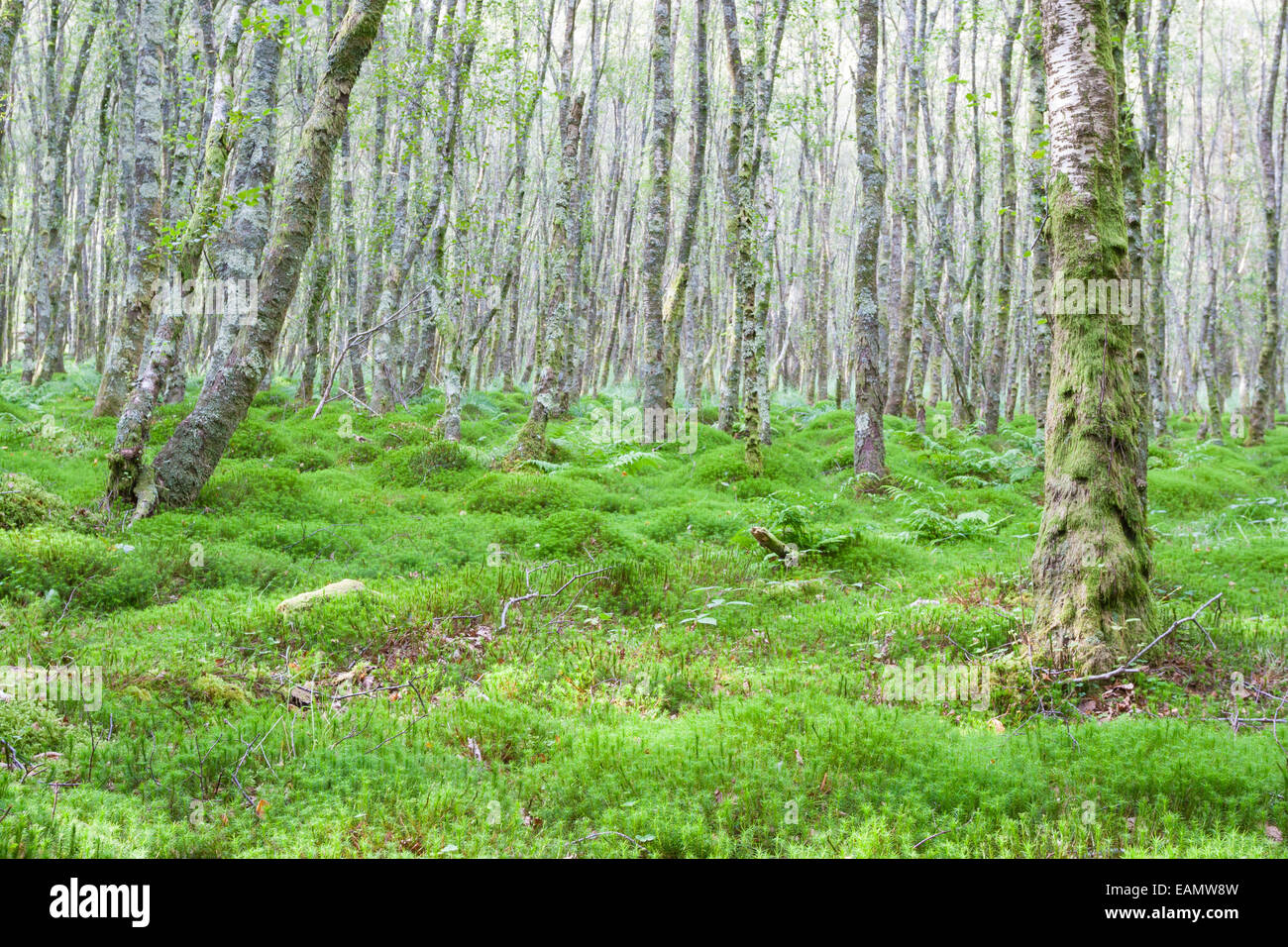 Green Forest Landscape background in the morning Stock Photo - Alamy