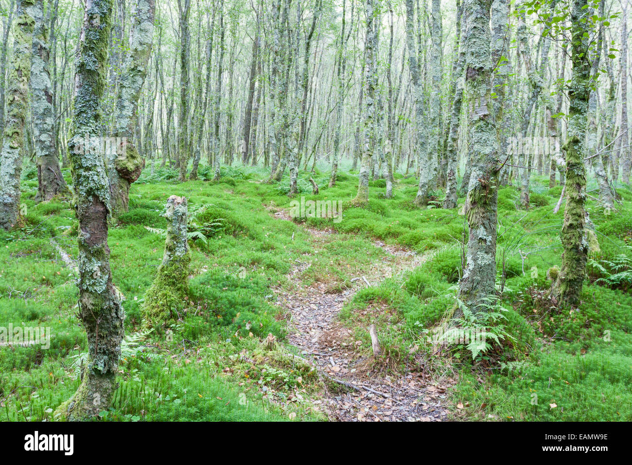 Green Forest Landscape background in the morning Stock Photo - Alamy
