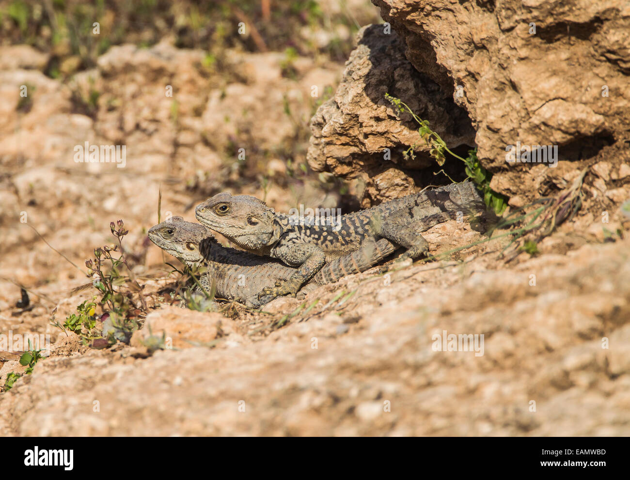 Starred Agama Laudakia stellio cypriaca male female and young cyprus ...
