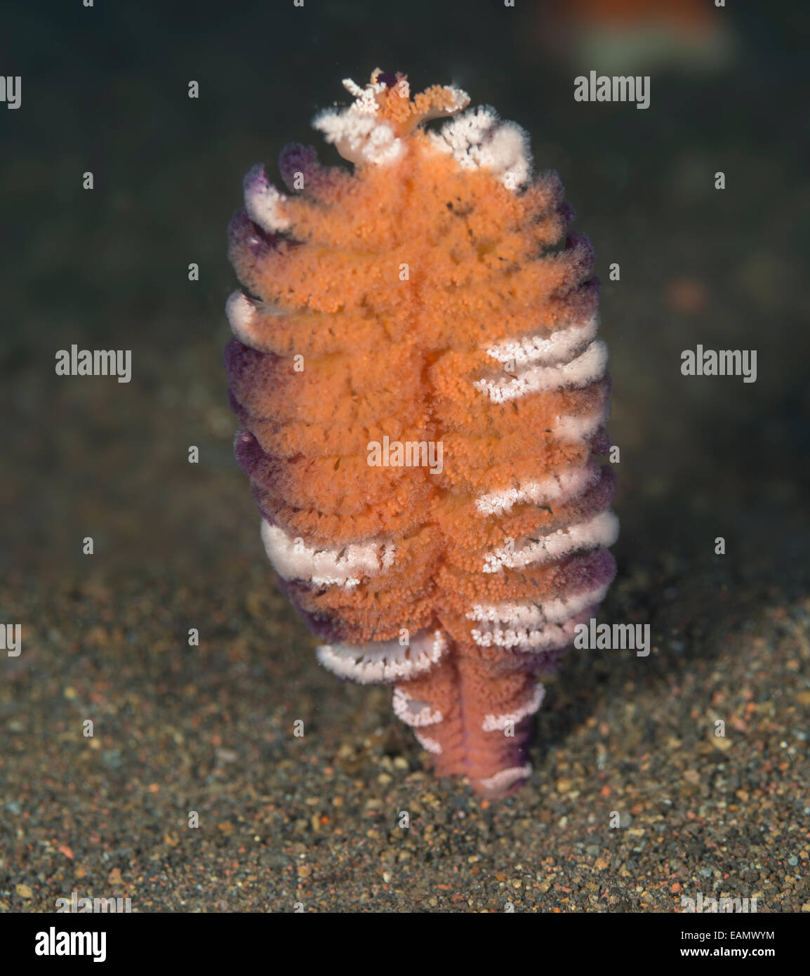 Sea pen hi-res stock photography and images - Alamy