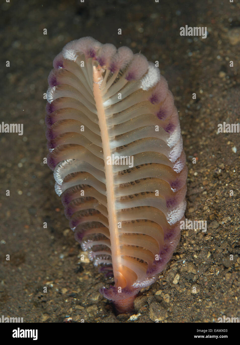 Sea pen on the ocean floor Stock Photo - Alamy