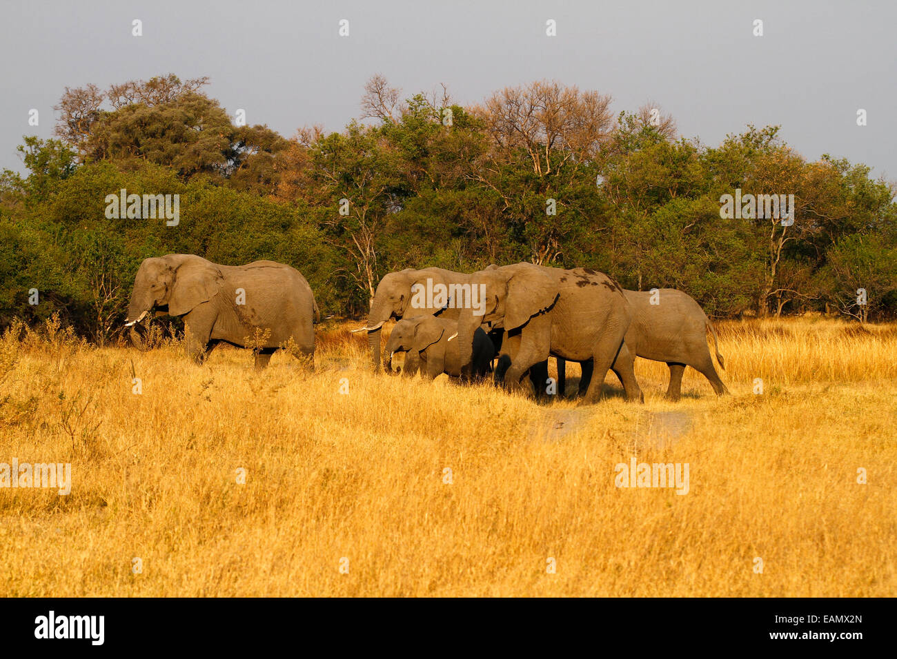 African elephant, the largest living land mammal, matriarch leading the ...