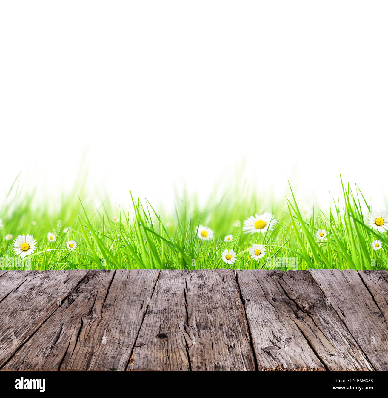 Spring meadow concept with wooden planks and white background Stock ...