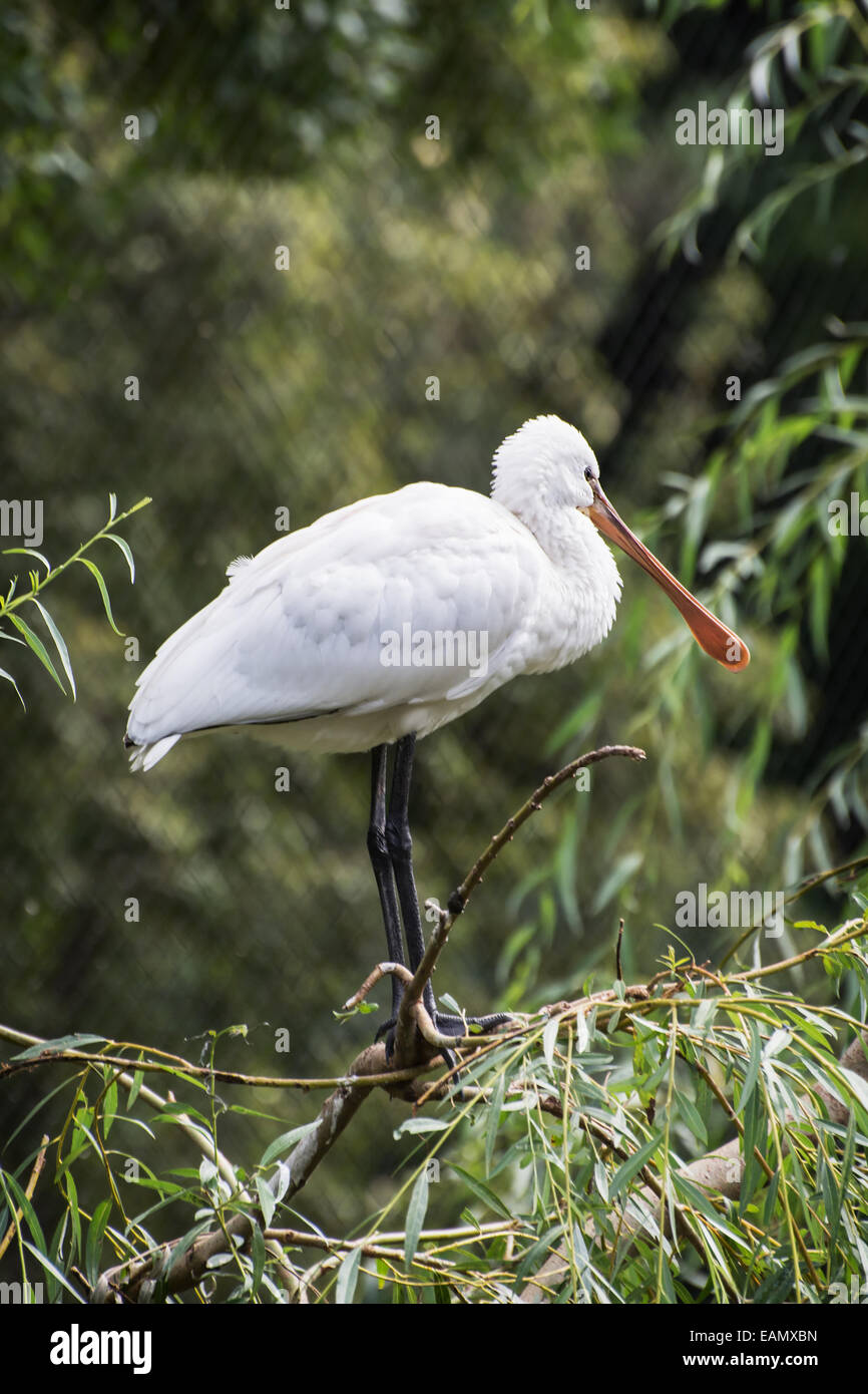 The Eurasian spoonbill or Common spoonbill (Platalea leucorodia) is a ...