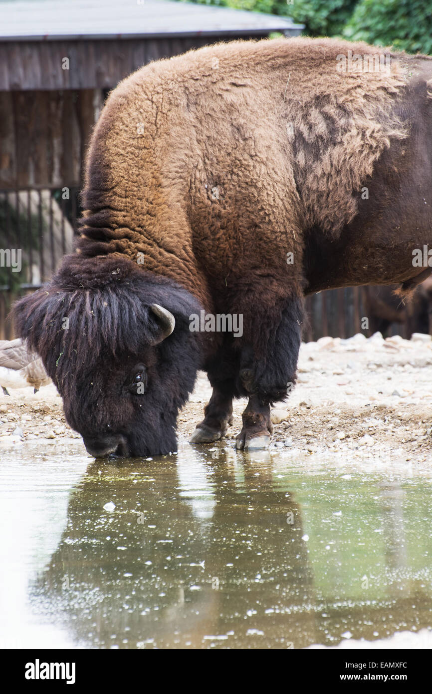 American bison (Bison bison). American buffalo drinks water Stock Photo ...