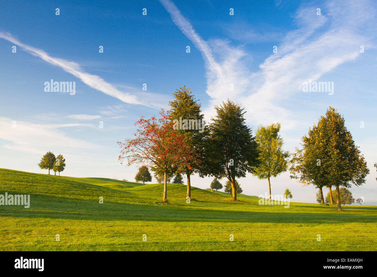 Misty morning on a empty golf course Stock Photo - Alamy