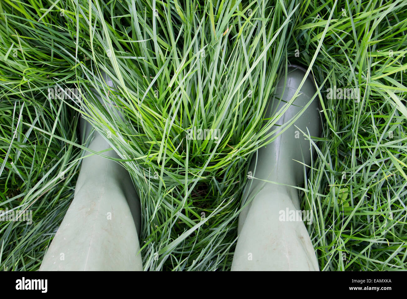 Standing in a grass field assessing the amount of growth Stock Photo ...