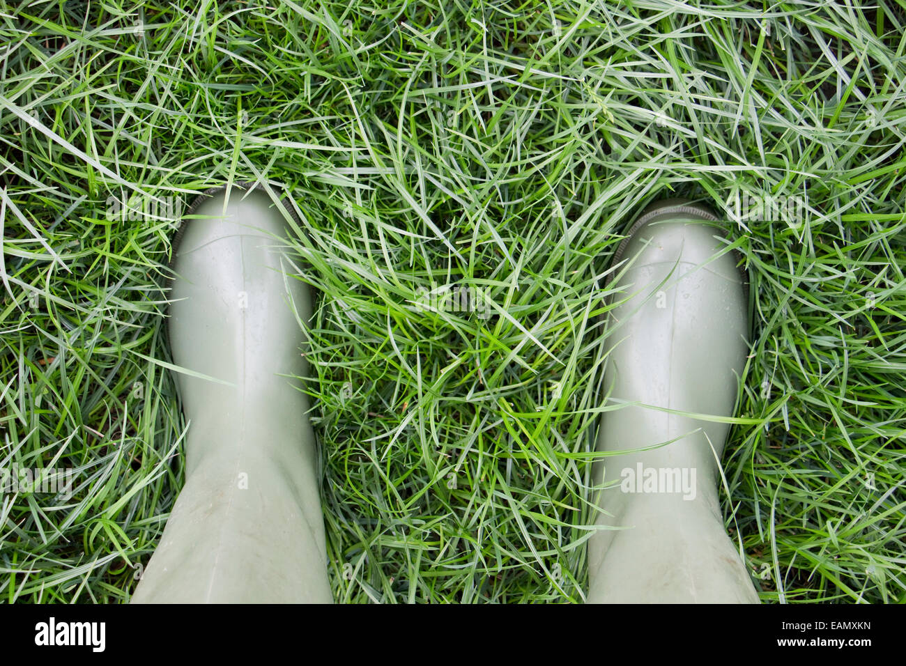 Standing in a grass field assessing the amount of growth Stock Photo ...