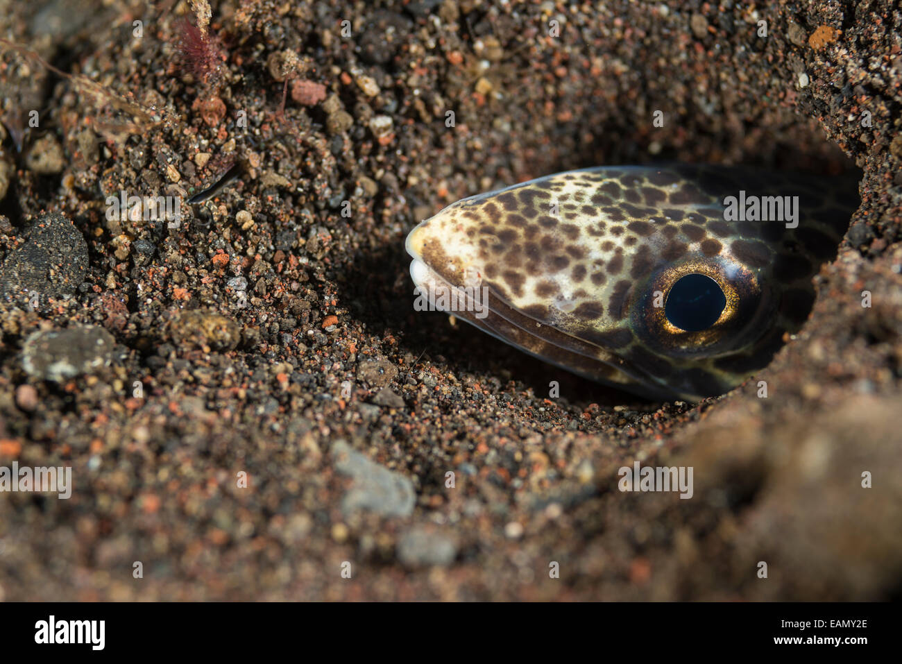 Snake eel eye hi-res stock photography and images - Alamy