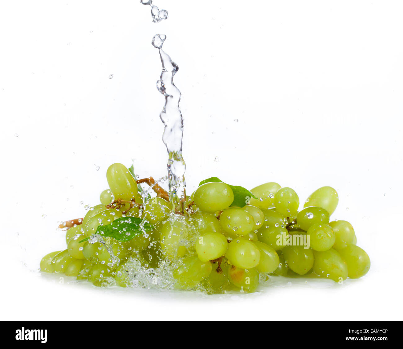 Grapes of white wine with water splash isolated on white background ...