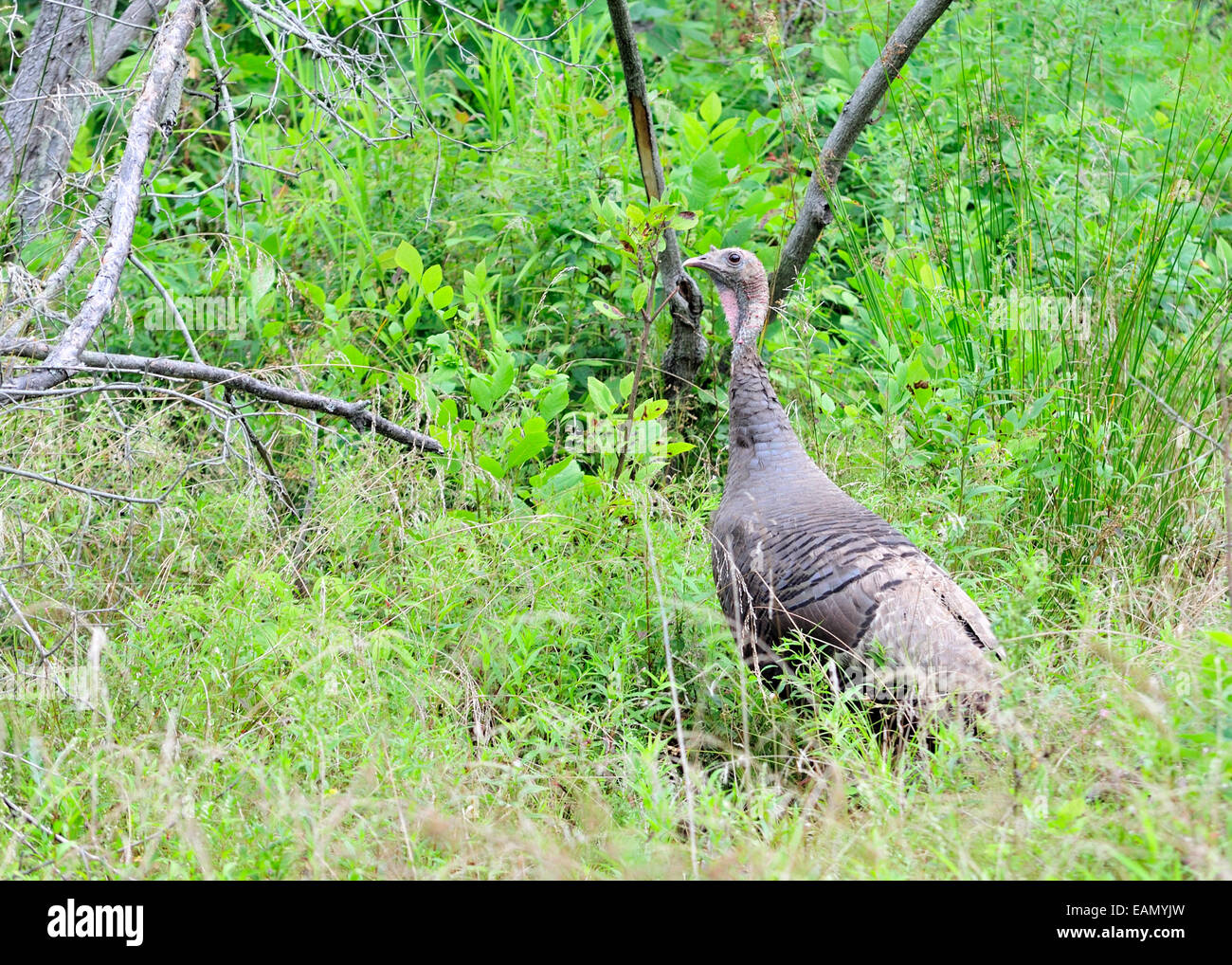 Female wild turkey standing in a thicket Stock Photo - Alamy