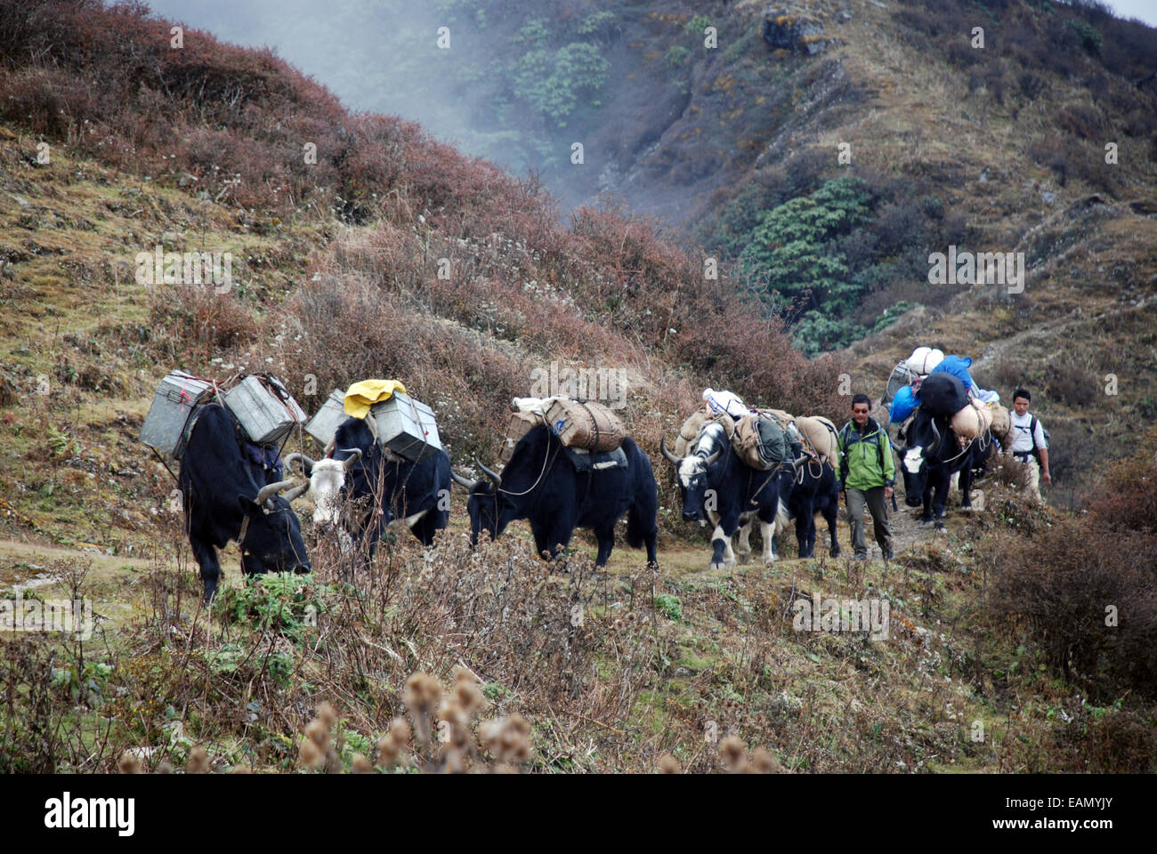 A Yak caravan crossing a high pass in the Indian Himalayas Stock Photo ...
