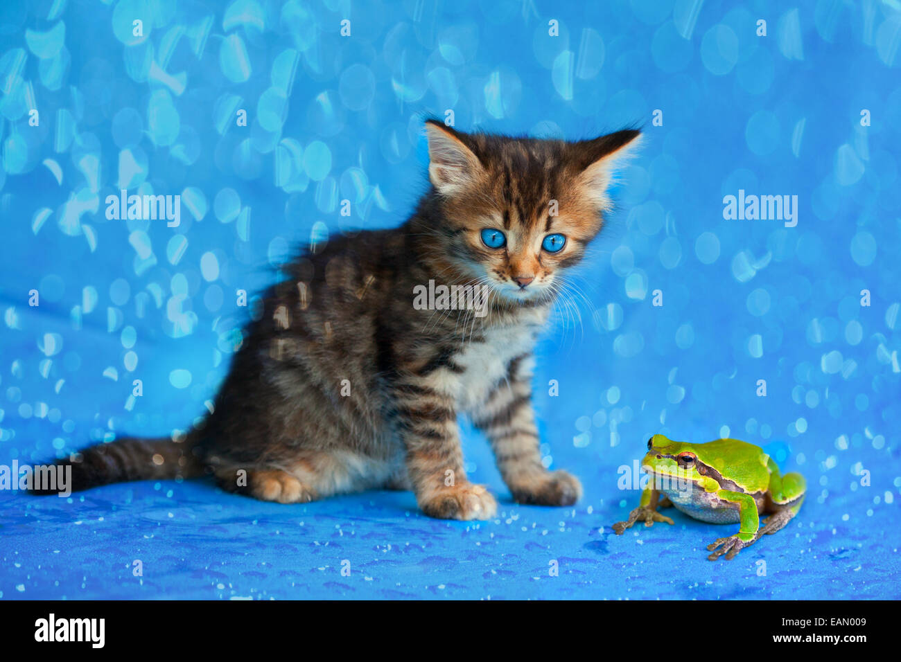 Little kitten and frog sitting in the rain Stock Photo - Alamy