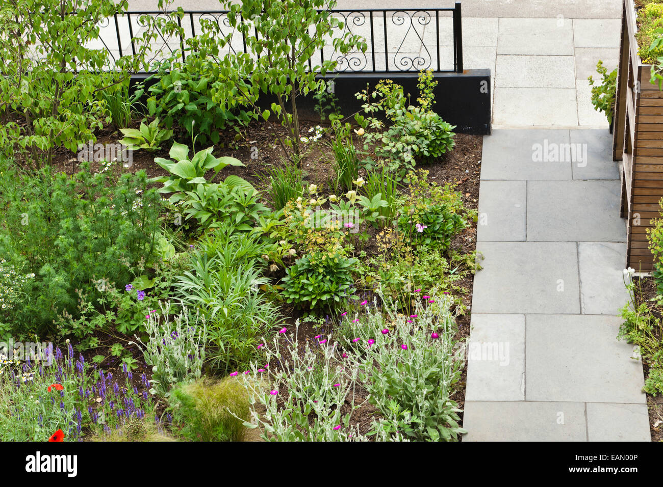 Mixed planting in front garden with paved path of house in Muswell Hill ...