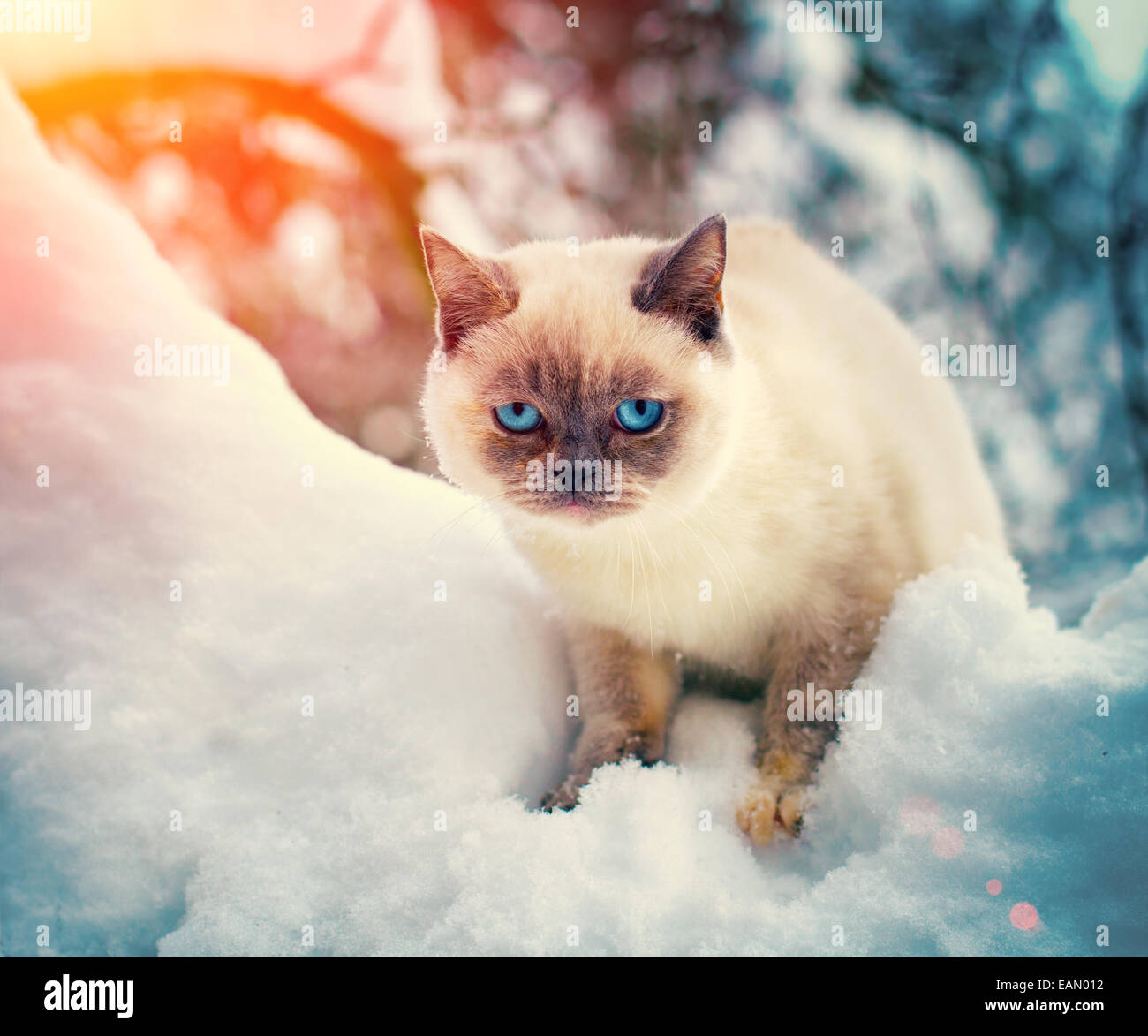 Siamese cat is walking in the snow Stock Photo - Alamy