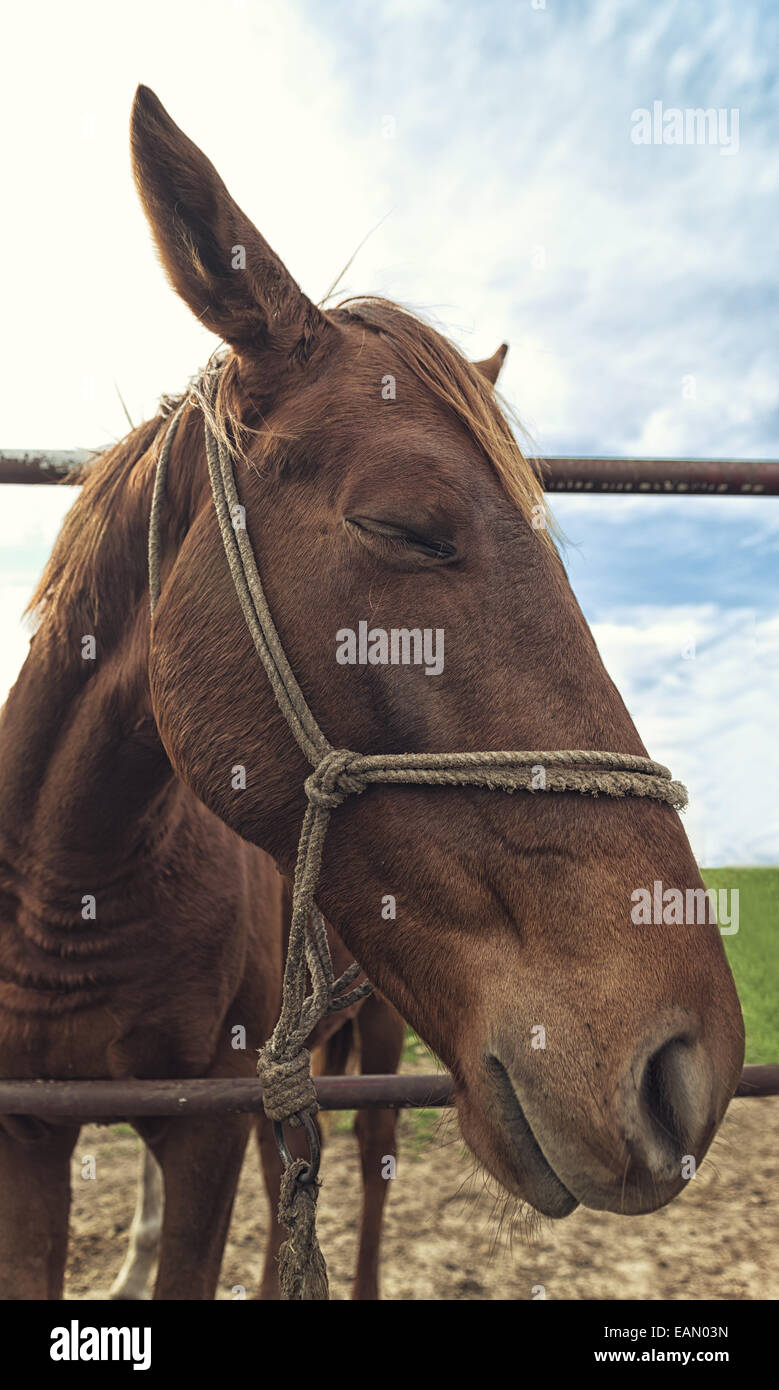 Funny portrait of brown mare horse in paddock on a cloudy afternoon ...