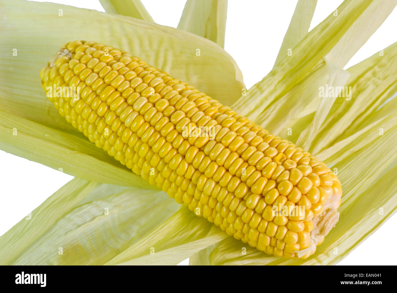 Raw fresh corn on the husks Stock Photo - Alamy