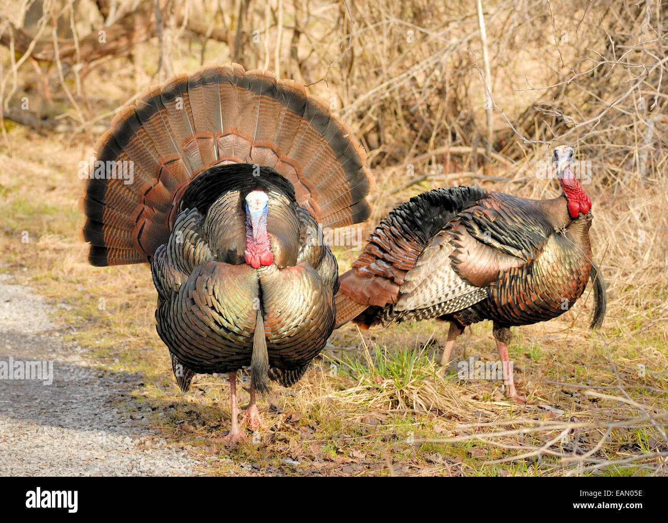 Strutting male wild turkey displaying in the spring mating season Stock ...
