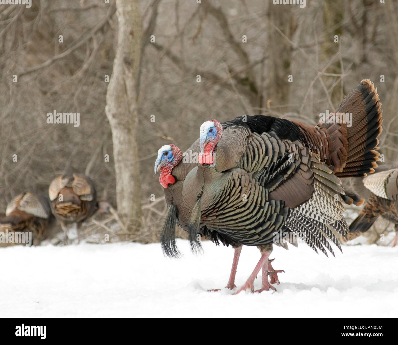 Strutting tom hi-res stock photography and images - Alamy
