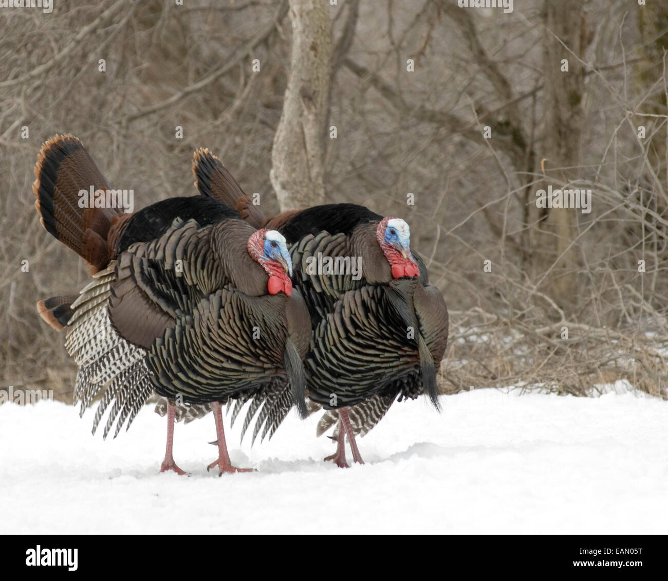 Strutting hi-res stock photography and images - Alamy