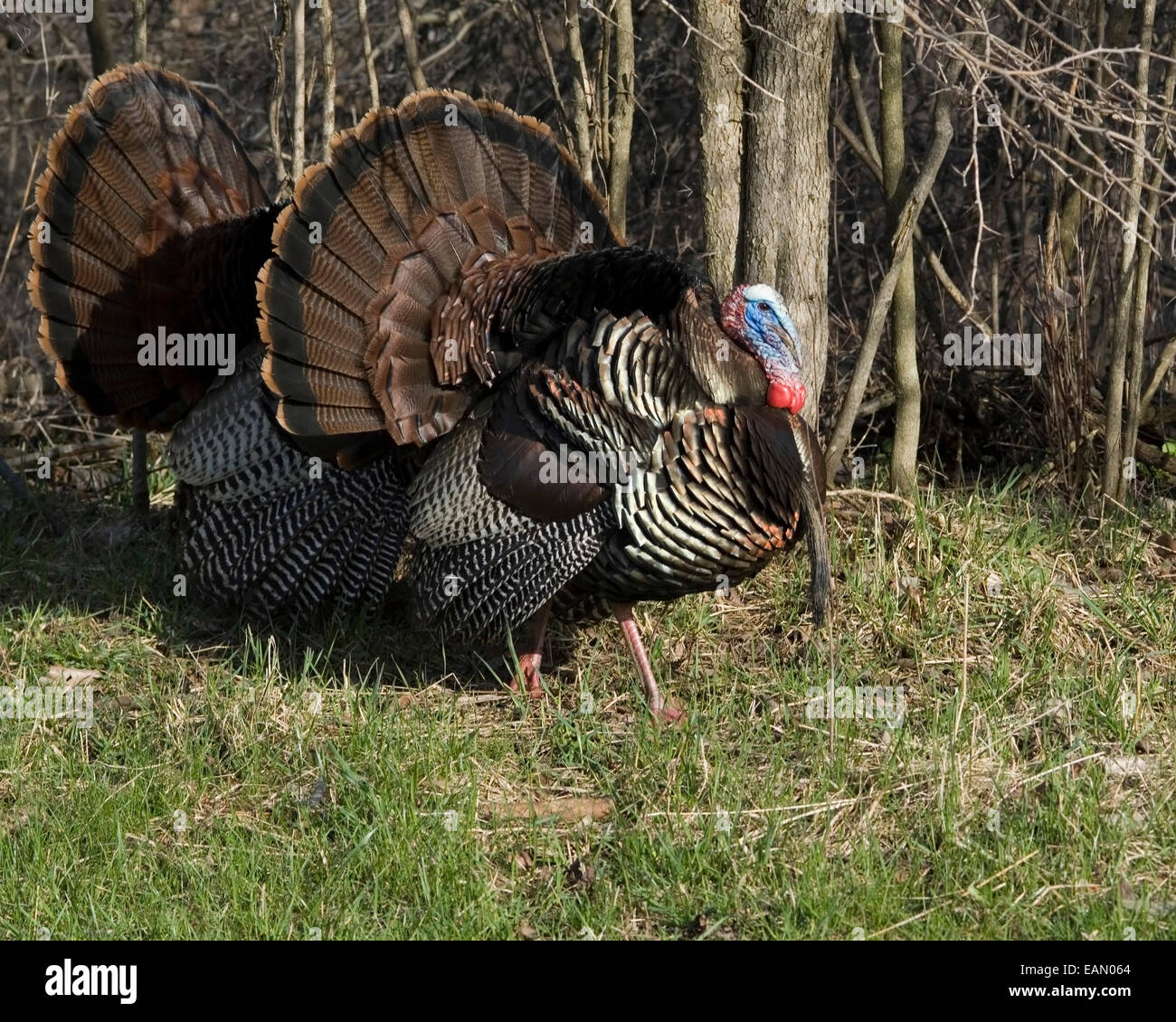 Strutting tom hi-res stock photography and images - Alamy