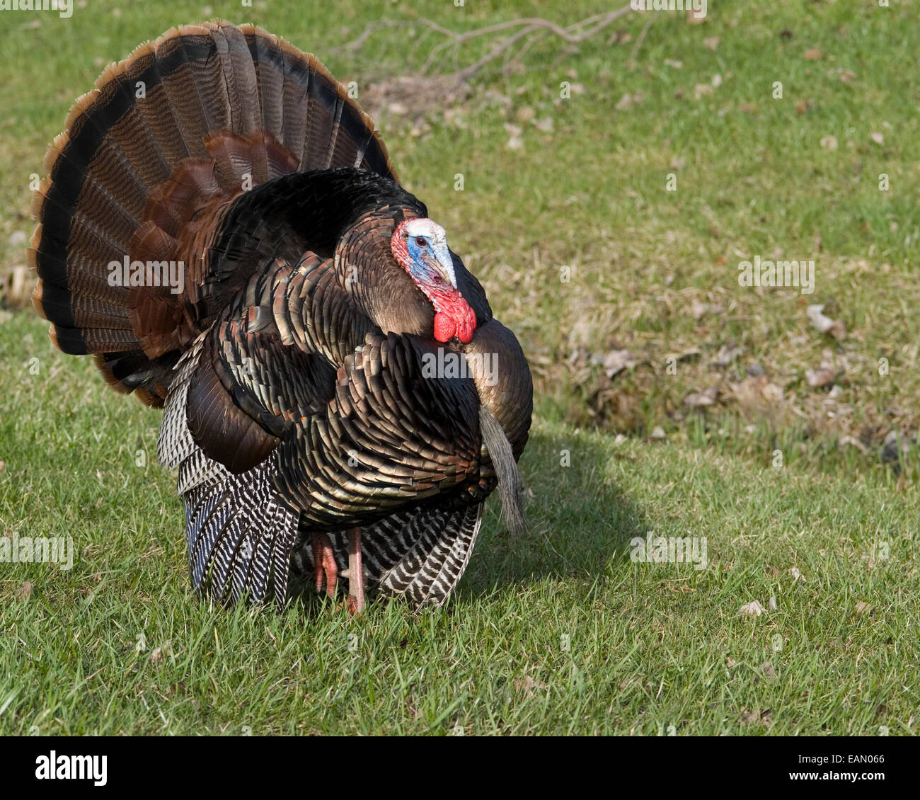 Tom Strutting High Resolution Stock Photography and Images - Alamy