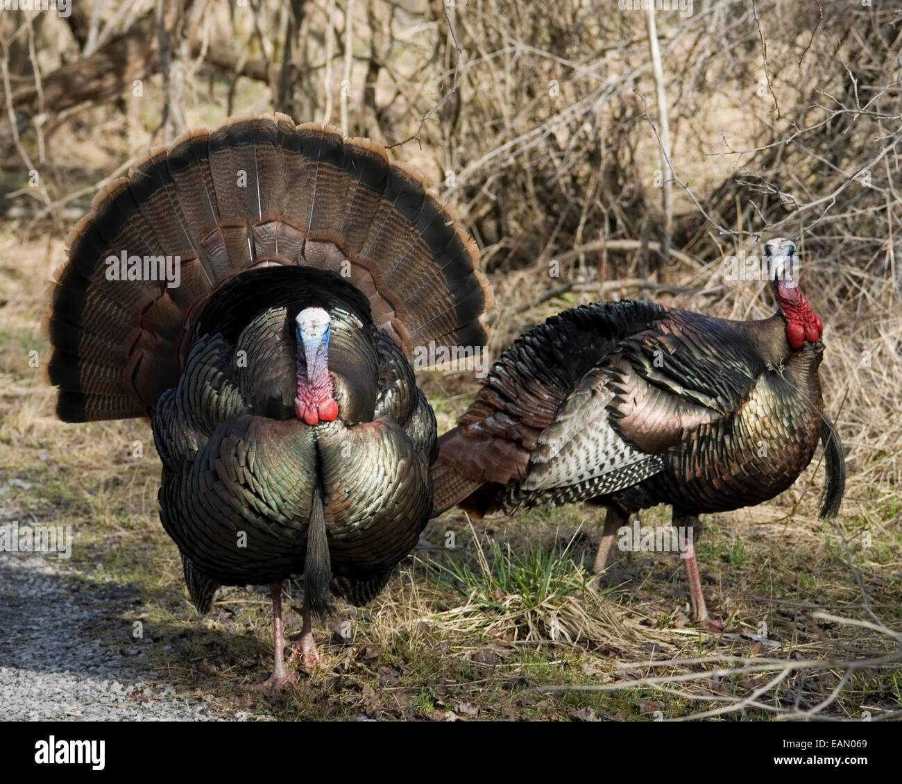 Wild male turkey strutting in the spring Stock Photo - Alamy
