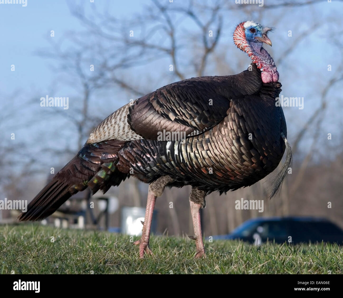 Tom Strutting High Resolution Stock Photography and Images - Alamy