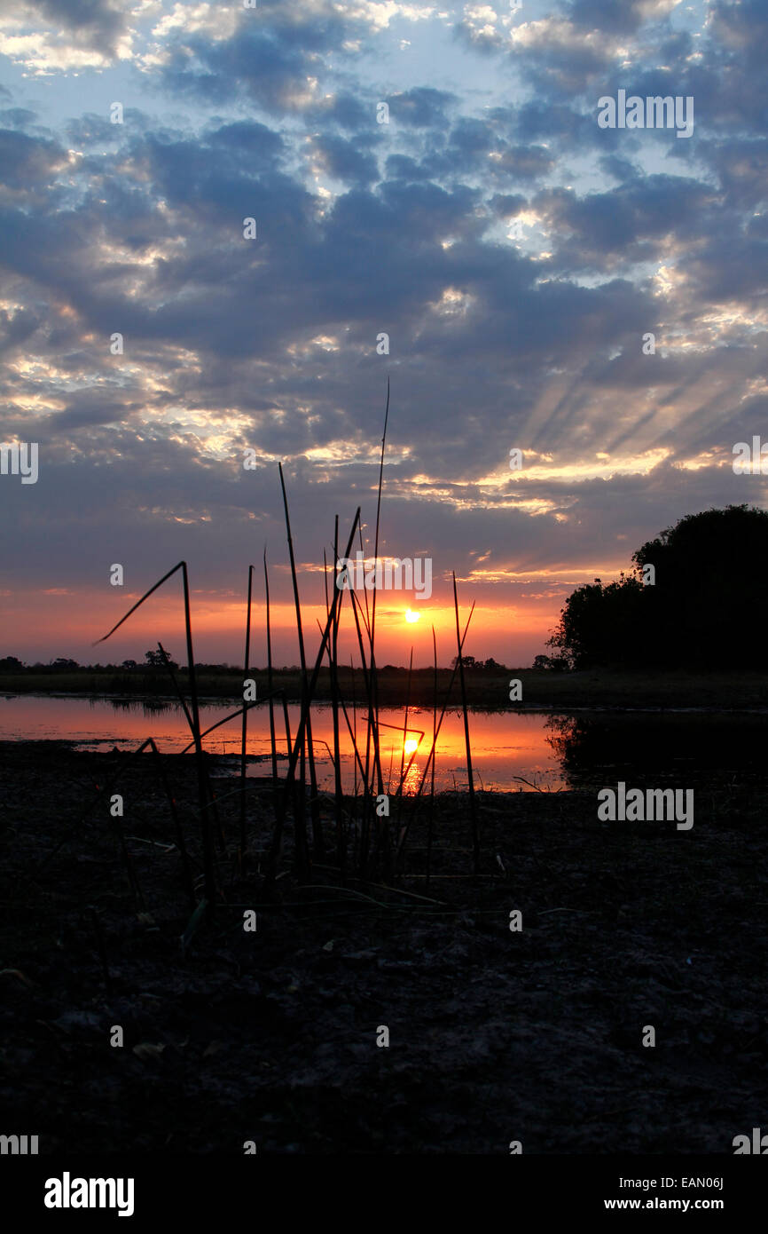 Safari sundowner time on Savuti marshland Africa. Sun rays are going up ...