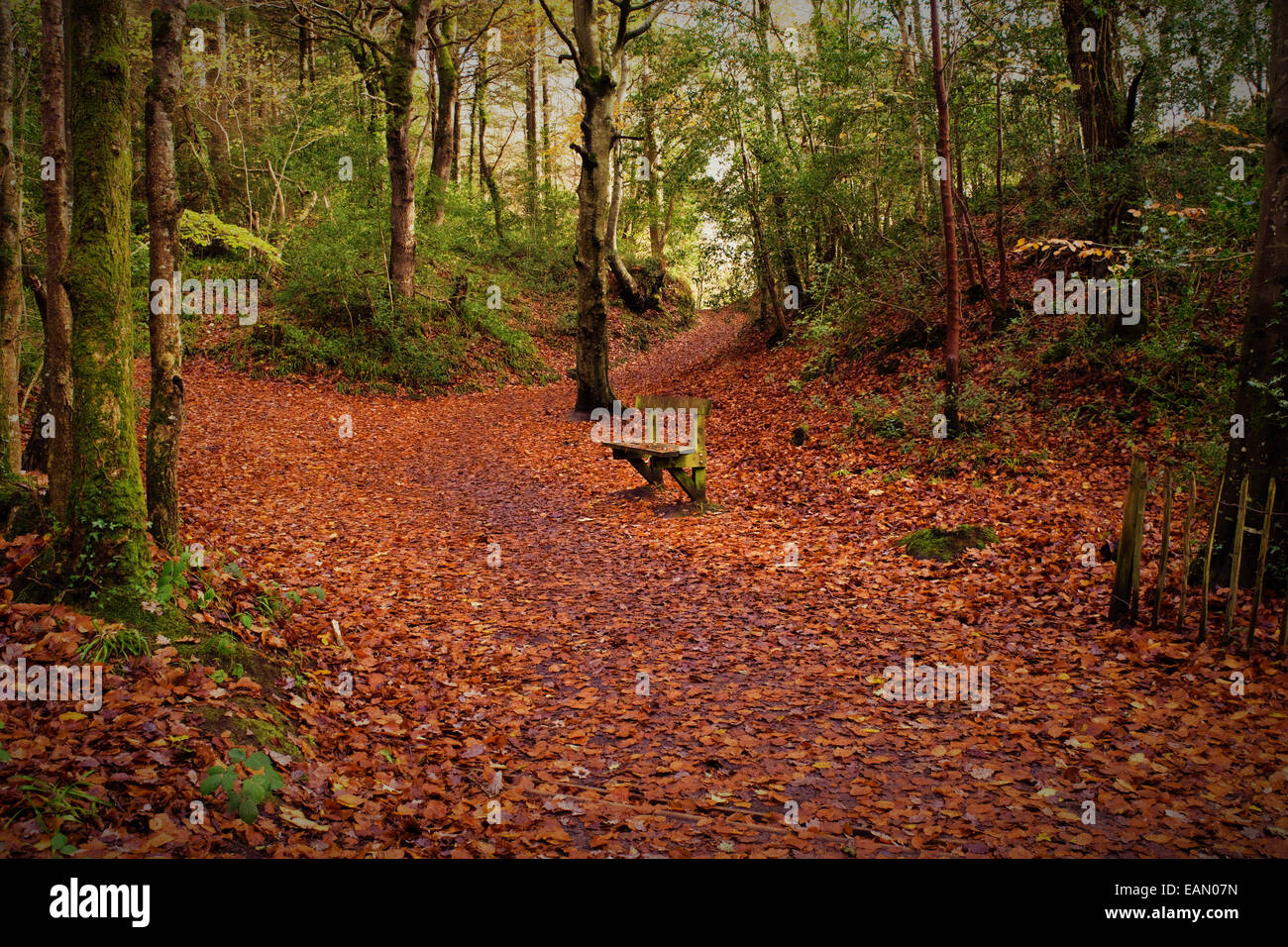 "Waiting For You" Empty bench in forest surrounded by trees and fallen ...