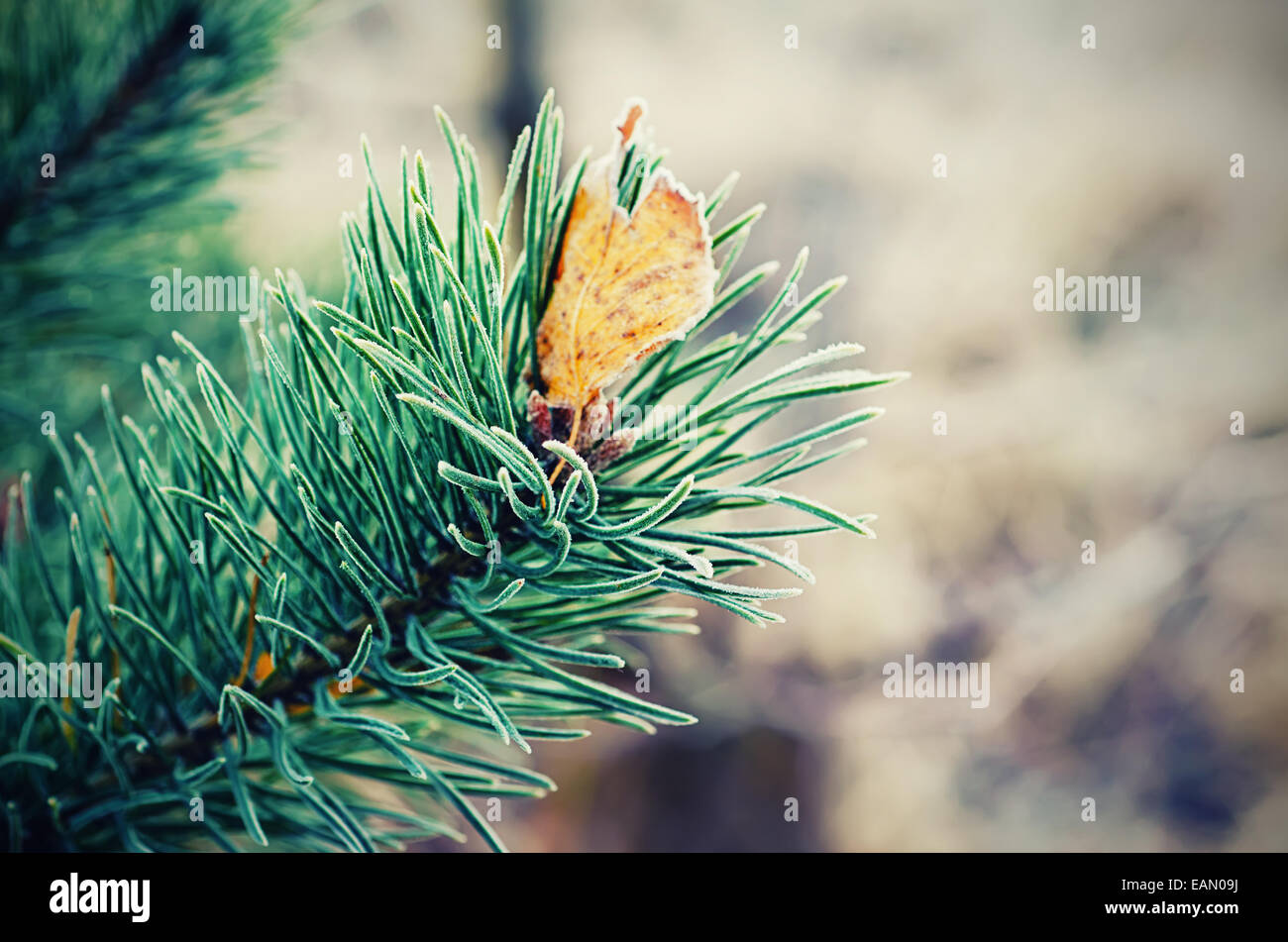 Pine iced tree Stock Photo - Alamy