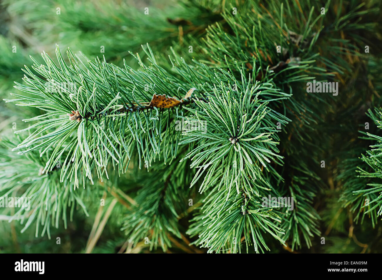 Pine iced tree Stock Photo - Alamy