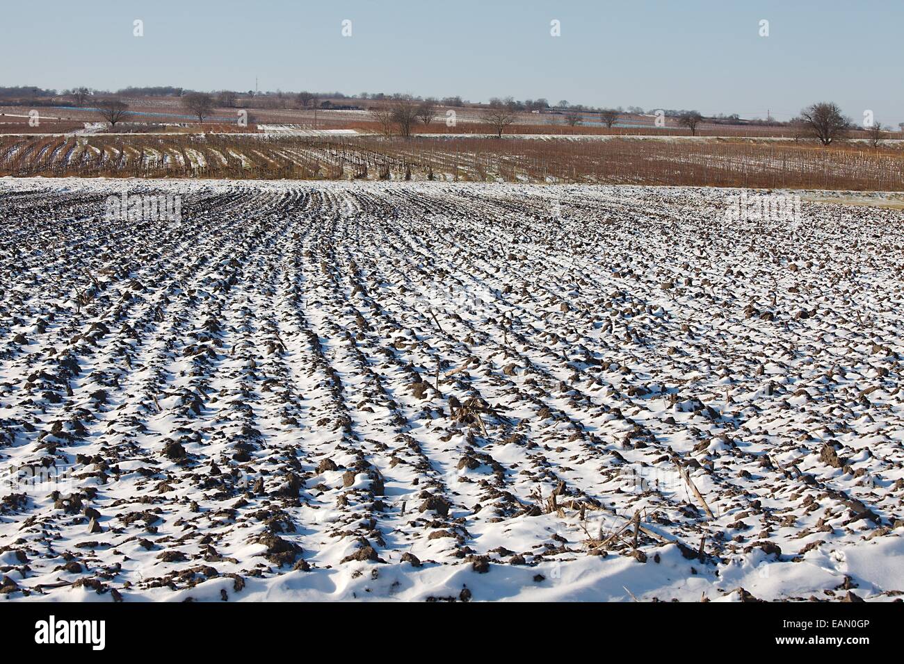 Wheat field nature plant agriculture hi-res stock photography and ...