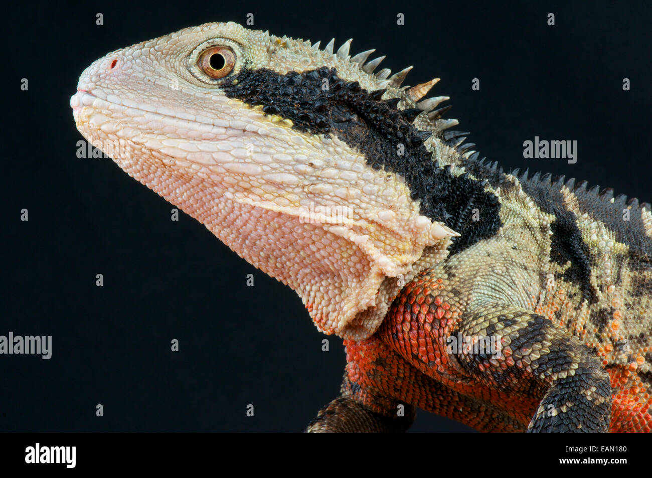 Australian dragon hi-res stock photography and images - Alamy