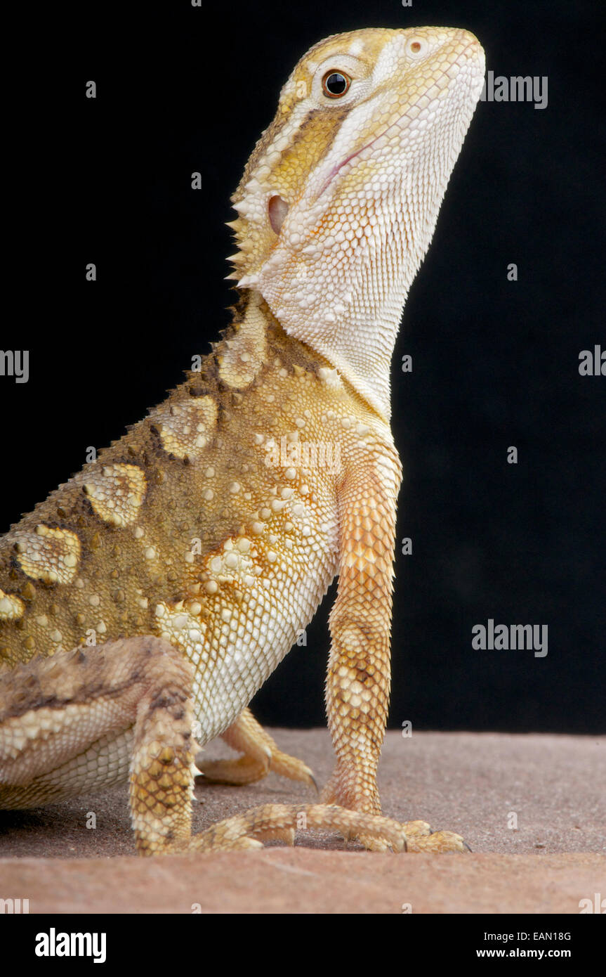 Dwarf bearded dragon hi-res stock photography and images - Alamy