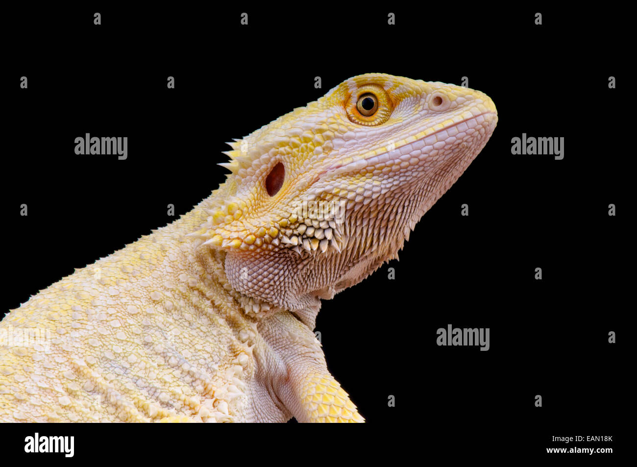 Bearded dragon / Pogona vitticeps Stock Photo - Alamy