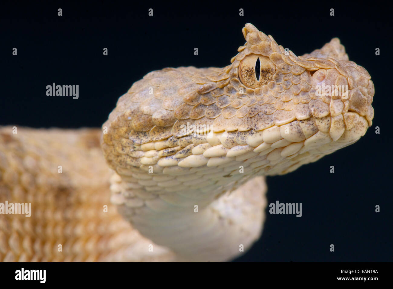 Field's horned viper / Pseudocerastes fieldi Stock Photo - Alamy