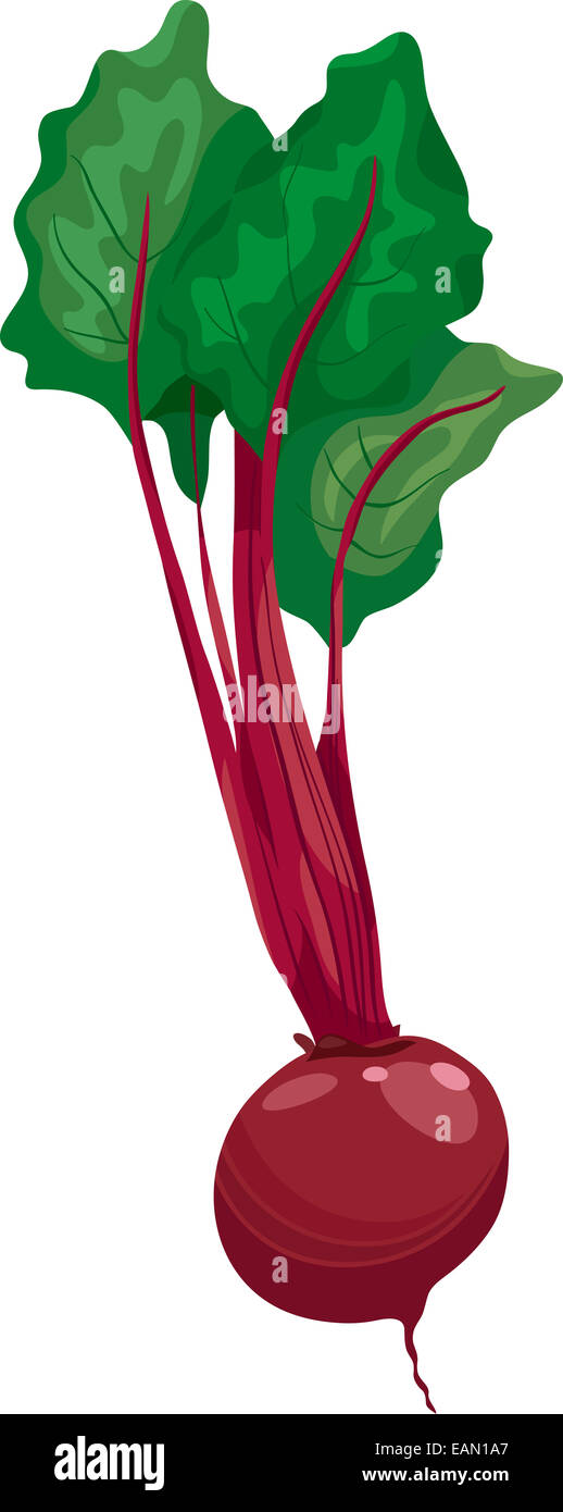 Cartoon Illustration of Beet Vegetable Food Object Stock Photo - Alamy