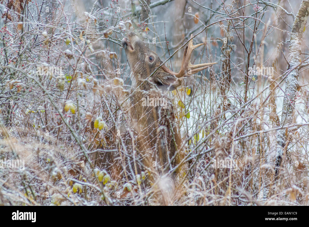 Whitetail Deer Buck standing in a thicket Stock Photo - Alamy